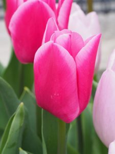 チューリップ サンドール – チューリップ・宿根草事典