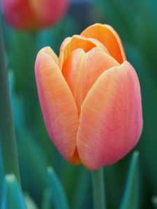 チューリップ ベルビル – チューリップ・宿根草事典